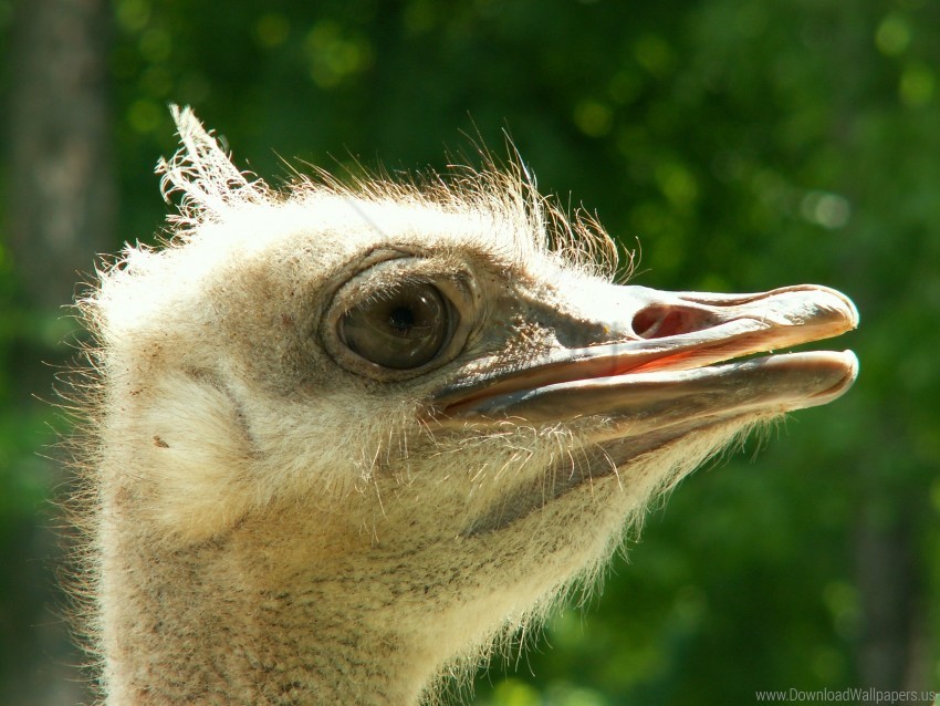 Free download | HD PNG eyes fluffy head ostrich wallpaper background ...