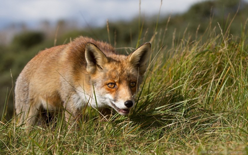 Free download | HD PNG eyes fox grass hunting muzzle wallpaper ...