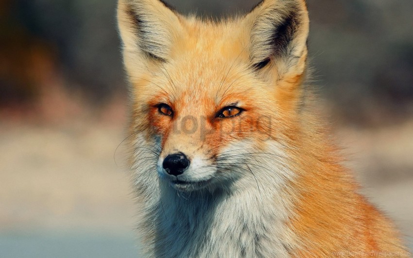 Free download | HD PNG eyes fox predator wallpaper background best ...