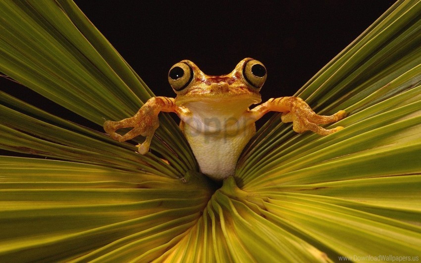 Free download | HD PNG eyes frog grass wallpaper background best stock ...