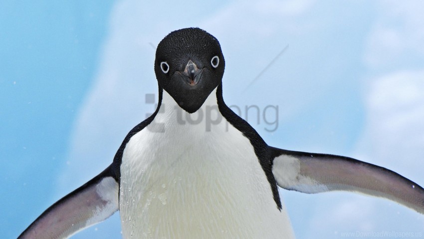 Free download | HD PNG face flap penguin wings wallpaper background ...