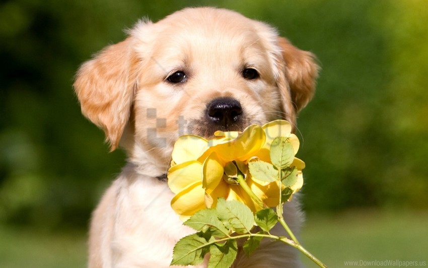 Free download | HD PNG face flower puppy wallpaper background best ...
