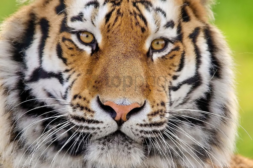 Free download | HD PNG face fluffy predator tiger wallpaper background ...