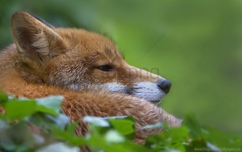 Free download | HD PNG face fox grass lie wallpaper background best ...