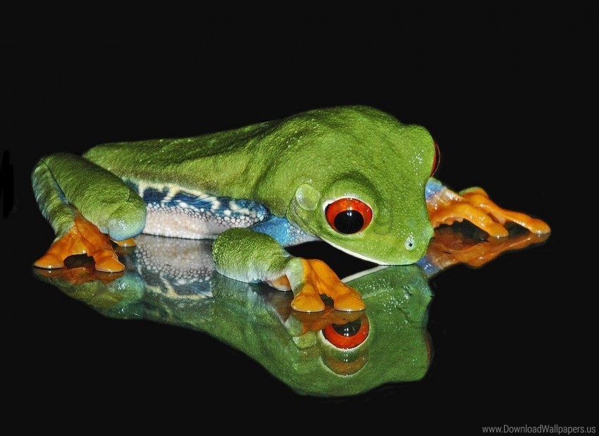 Free download | HD PNG face frog shadow wallpaper background best stock ...
