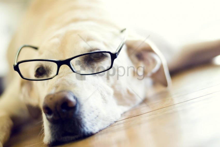 Free download | HD PNG face goggles labrador retriever wallpaper ...