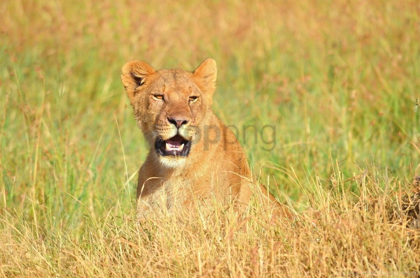 Free download | HD PNG face grass lion mouth open predator wallpaper ...