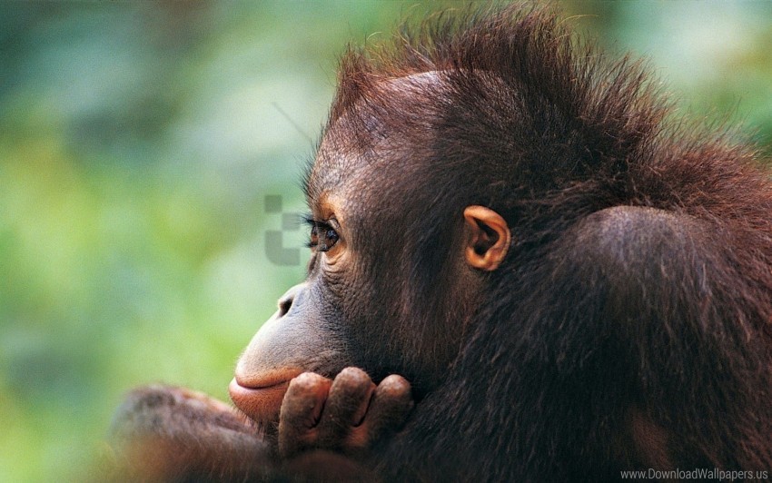 Free download | HD PNG face hair monkey wallpaper background best stock ...
