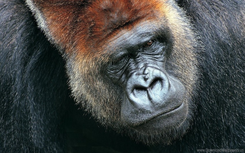 Free download | HD PNG face hair monkey wallpaper background best stock ...