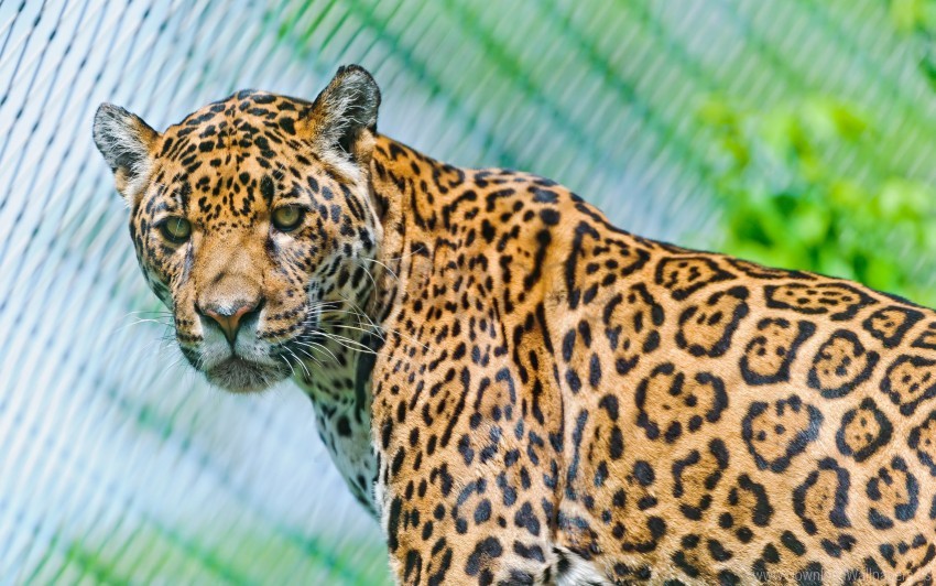Free download | HD PNG face jaguar look look back predator spotted ...