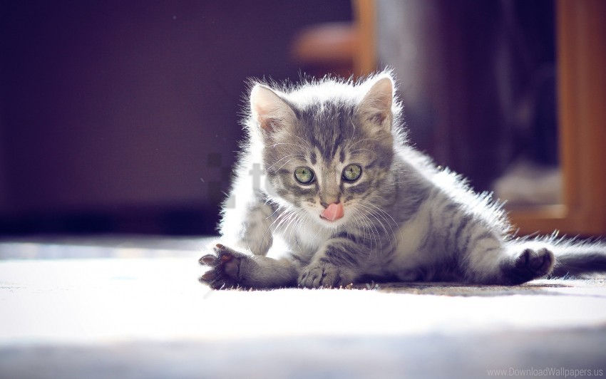 Free download | HD PNG face kitten playful sitting wallpaper background ...