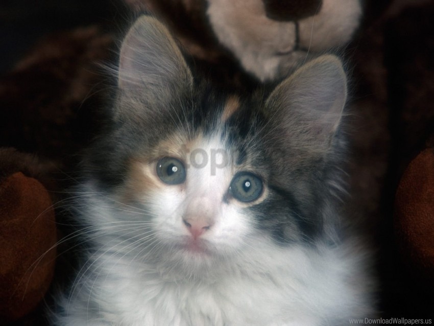 Free download | HD PNG face kitten sad sight wallpaper background best ...
