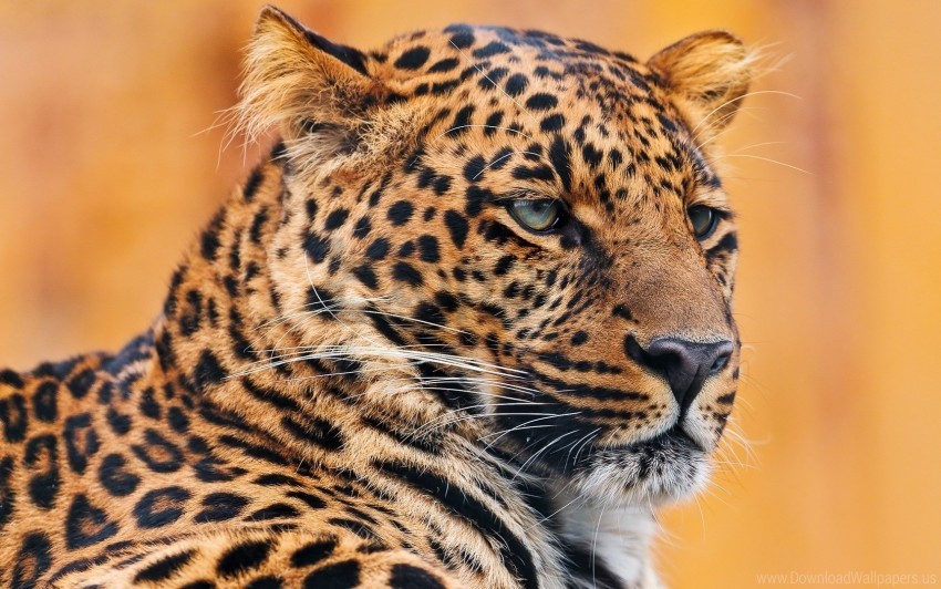 Free download | HD PNG face leopard look spotted wallpaper background ...
