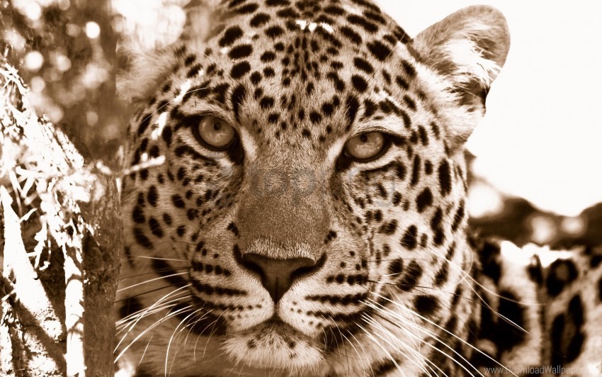 Free download | HD PNG face leopard sadness spotted wallpaper ...