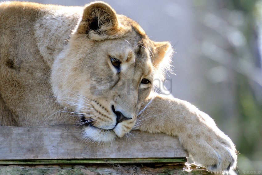 Free download | HD PNG face lie lion paw sadness wallpaper background ...