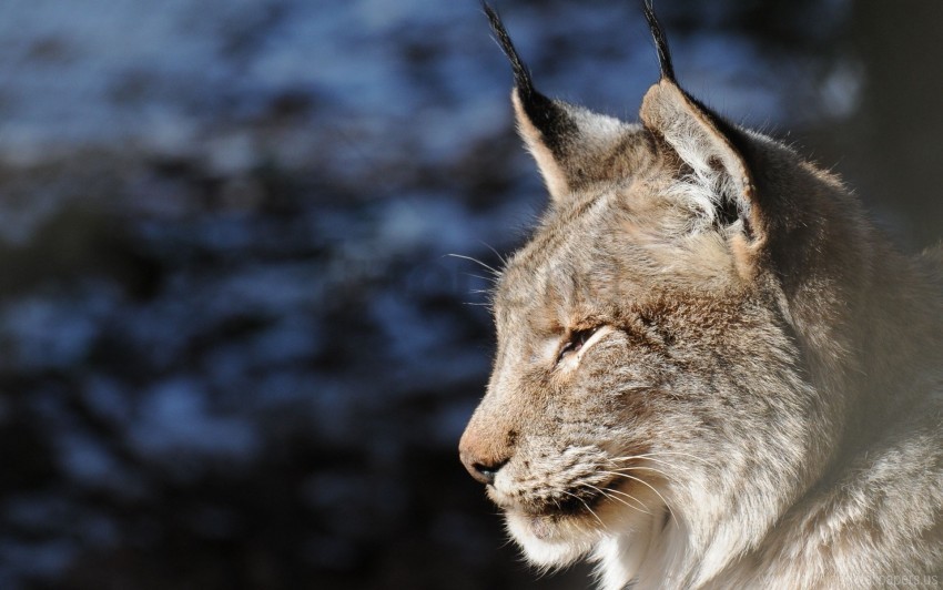 Free download | HD PNG face lynx predator pro wallpaper background best ...