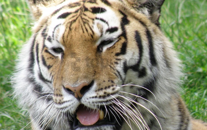 Free download | HD PNG face mouth predator tiger wallpaper background ...