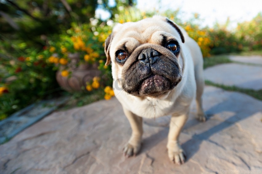 Free download | HD PNG face pug puppy wallpaper background best stock ...