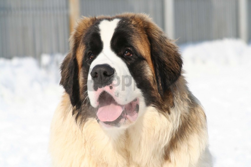 Free download | HD PNG face snow st bernard tired wallpaper background ...