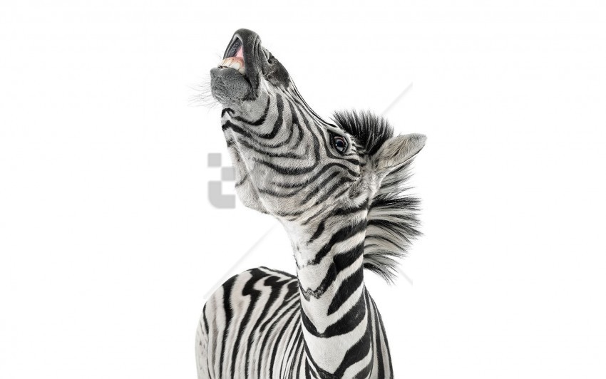 Free download | HD PNG face striped zebra wallpaper background best ...