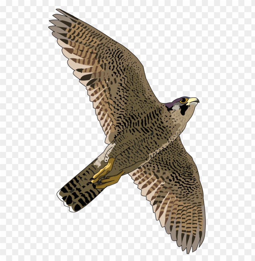 Free download | HD PNG falcon | TOPpng