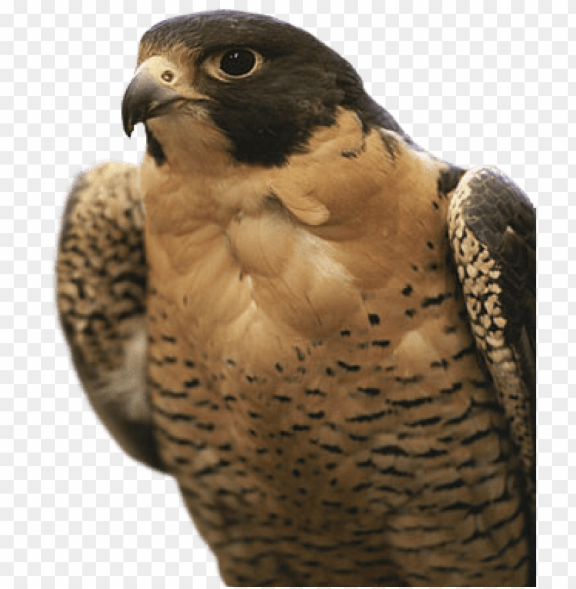 Free download | HD PNG close up of falcon with textured feathers and ...