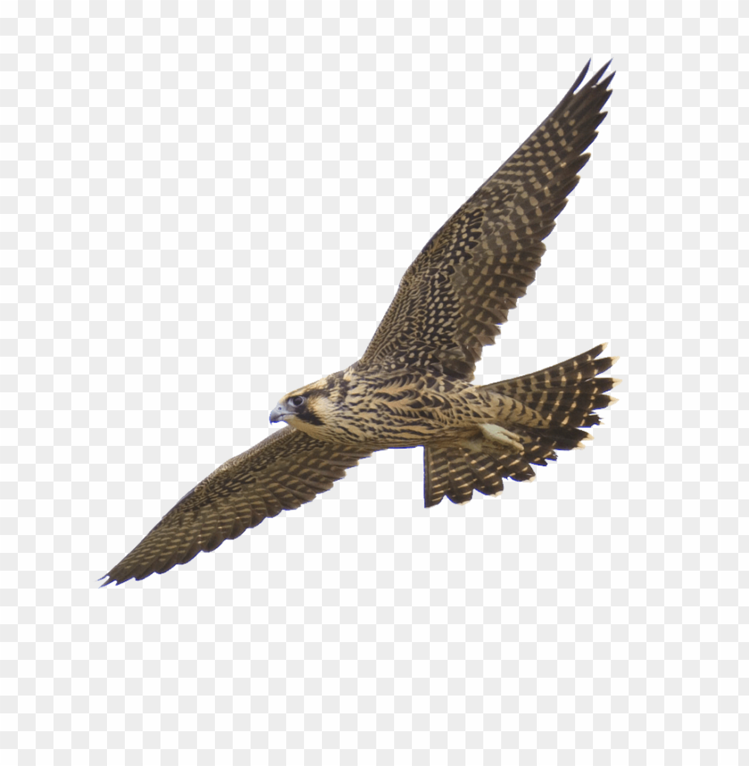 Free download | HD PNG falcon in flight soaring through the sky png ...