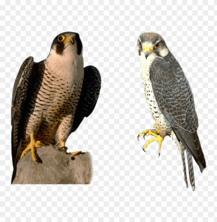 Free download | HD PNG falcon perched on a rock with a strong posture ...