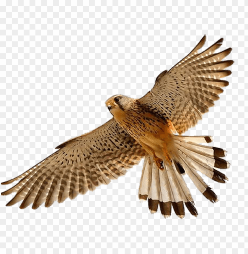 Free download | HD PNG falcon flying with wings spread wide png | TOPpng