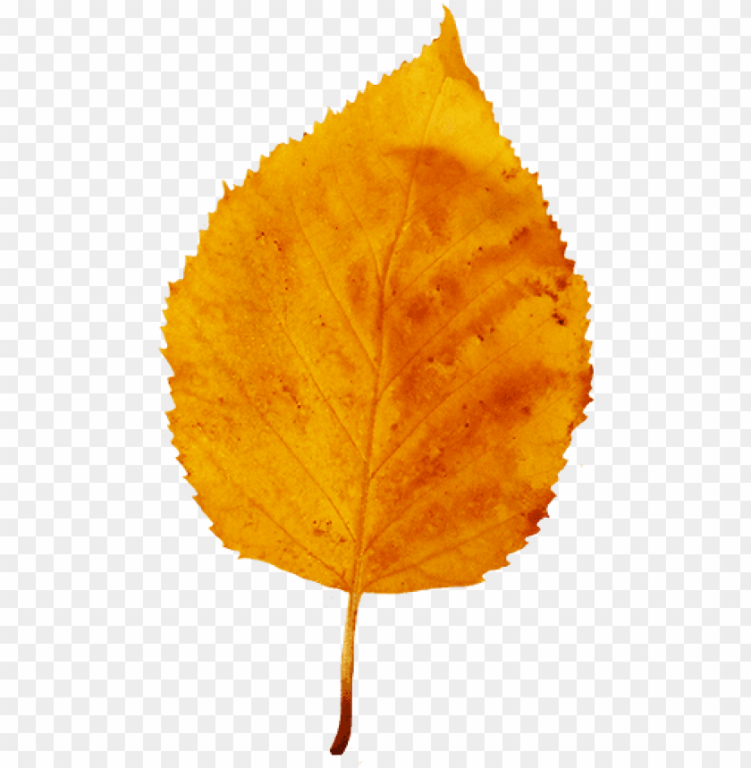 Free download | HD PNG fall leaf PNG transparent with Clear Background ...