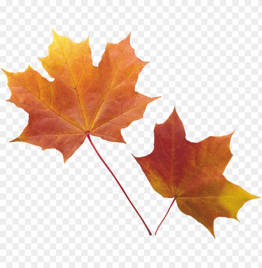 Free download | HD PNG fall leaves transparent background PNG ...