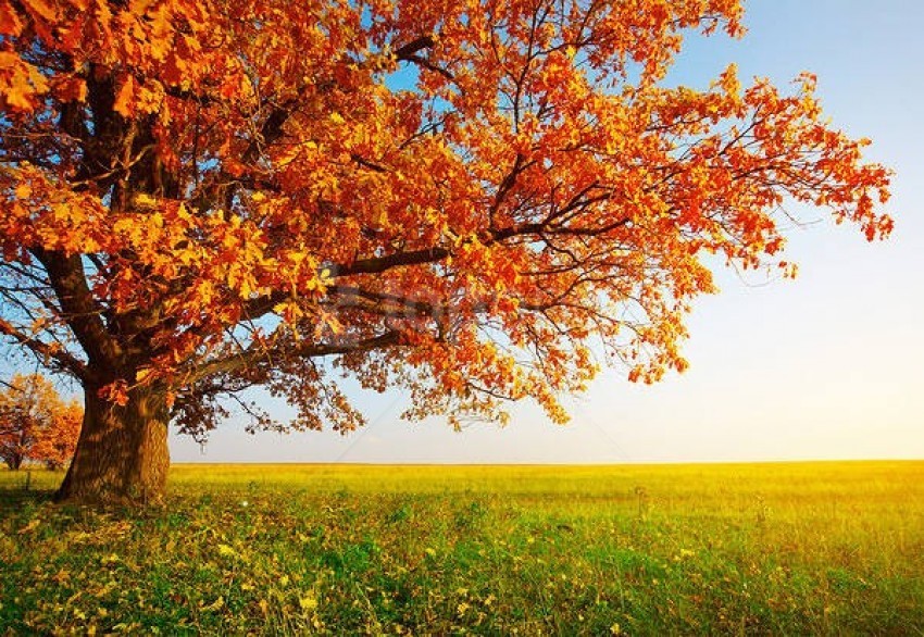 Free download | HD PNG fall tree wallpaper background best stock photos ...