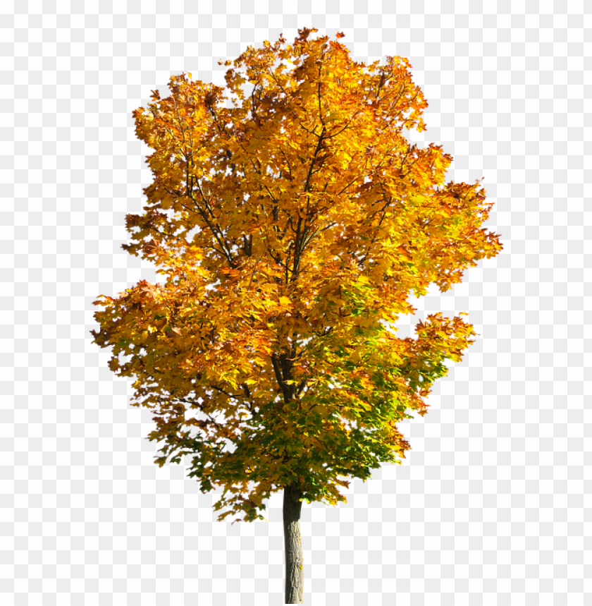 Free download | HD PNG fall trees clipart 14 transparent fall trees PNG ...