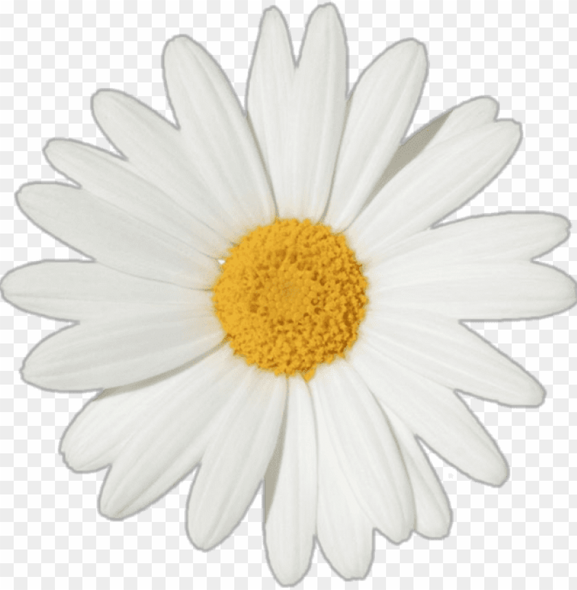 Free download | HD PNG falling daisy png daisy flower white background ...
