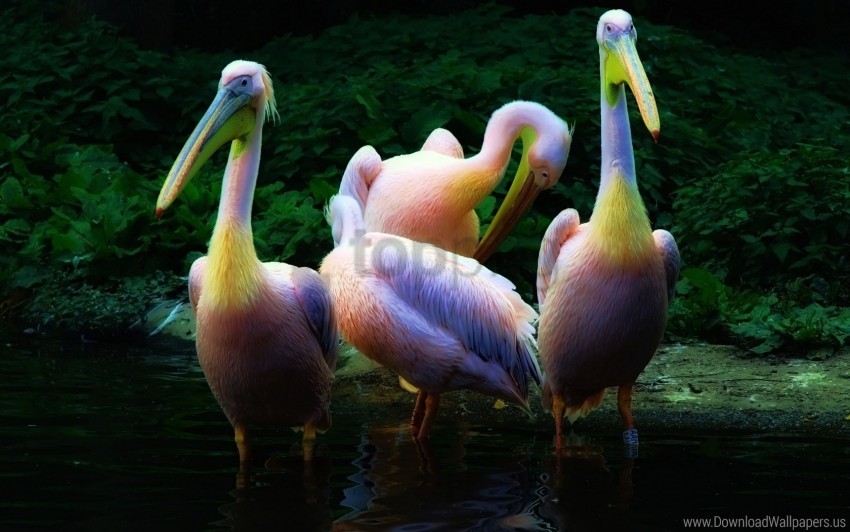 Free download | HD PNG family flock pelican pink water wallpaper ...
