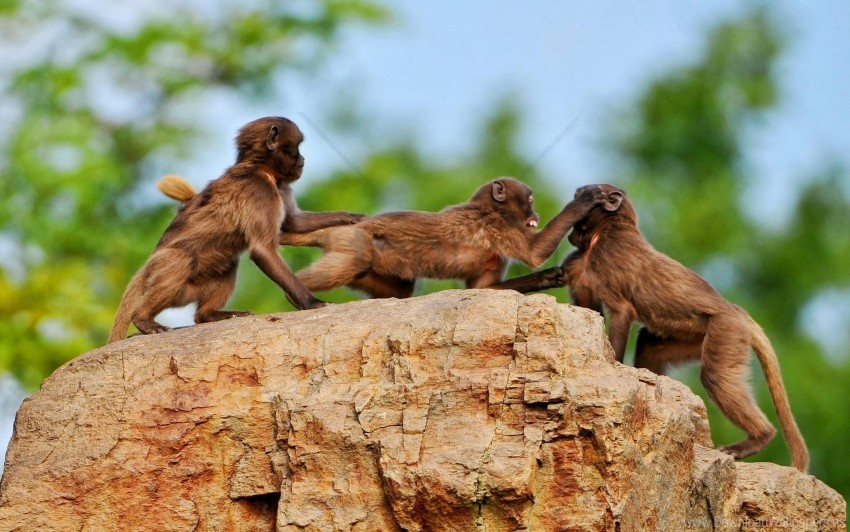 Free download | HD PNG family monkey playful rock wallpaper background ...