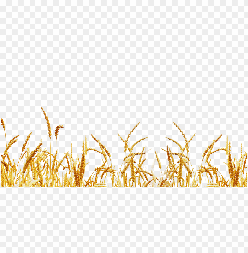 Free download | HD PNG farm field parrallax jozef van hans van de ...