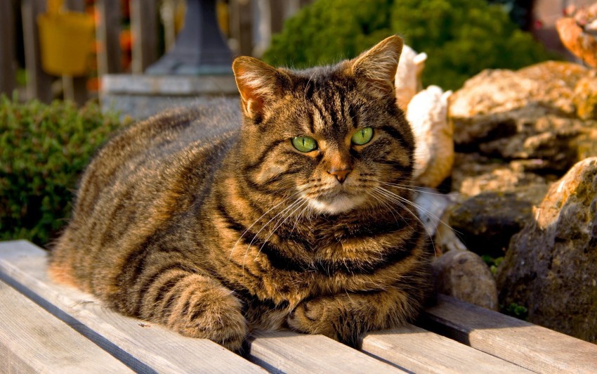 Free download | HD PNG fat cat light lying wallpaper background best ...