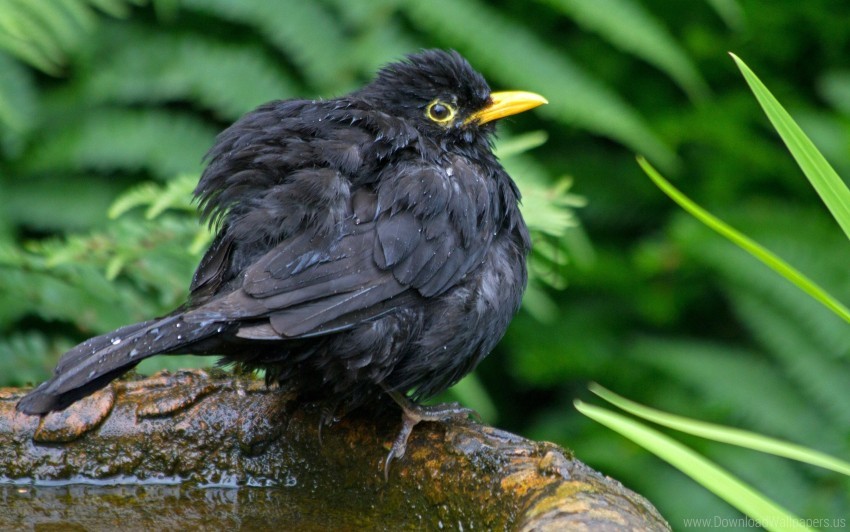 Free download | HD PNG fat poultry sit wallpaper background best stock ...