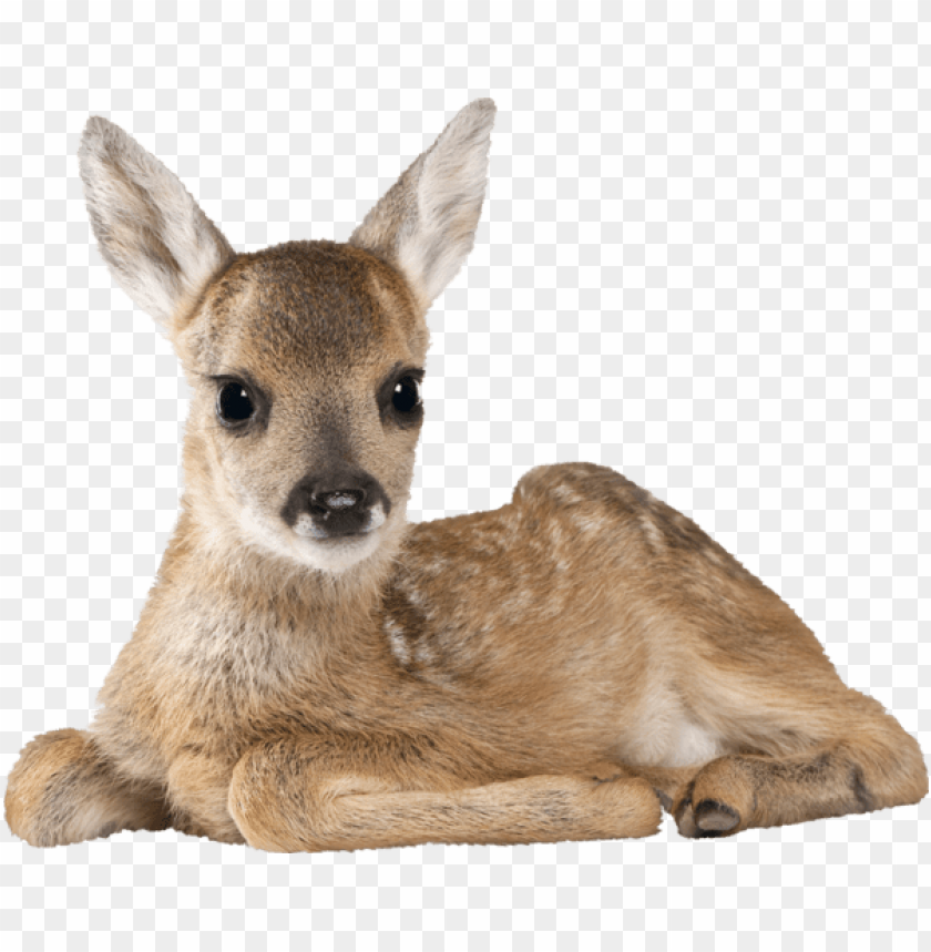 Free download | HD PNG fawn animated gif PNG transparent with Clear ...