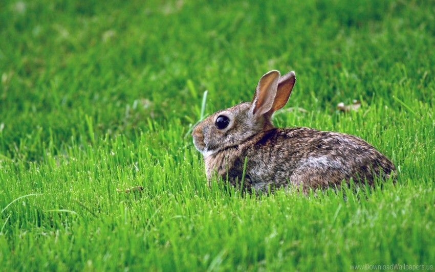 Free download | HD PNG fear grass hiding rabbit wallpaper background ...