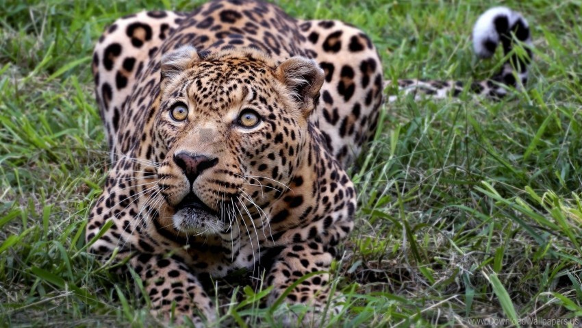 Free download | HD PNG fear grass hunting opard squat wallpaper ...