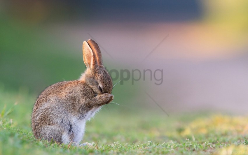 Free download | HD PNG fear grass rabbit sadness wallpaper background ...