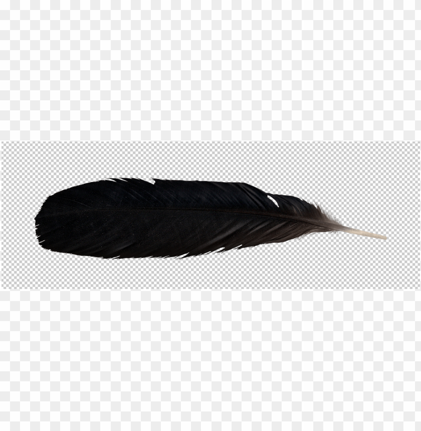Free download | HD PNG single black feather resting on the ground png ...
