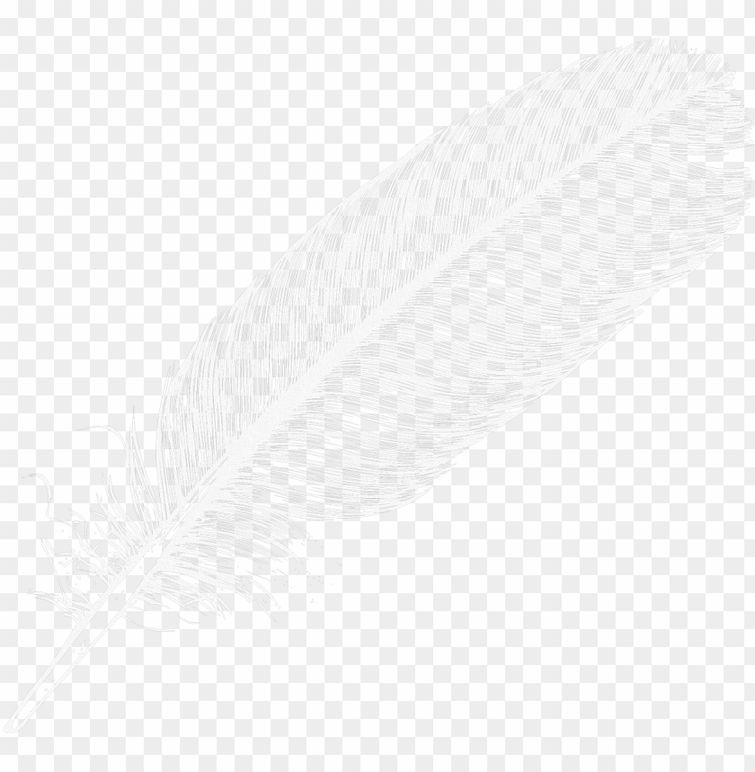 Free download | HD PNG feather | TOPpng