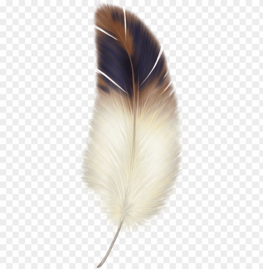Free download | HD PNG feather | TOPpng