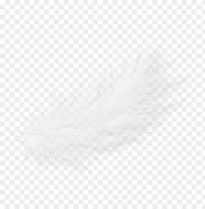 Free download | HD PNG feather | TOPpng
