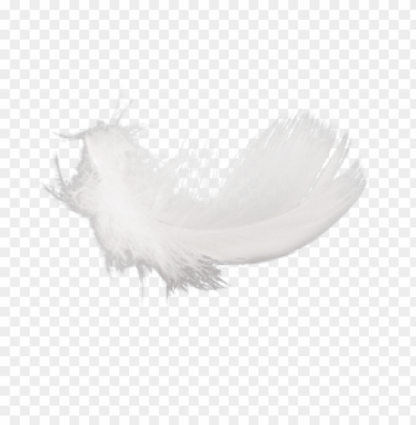Free download | HD PNG feather | TOPpng