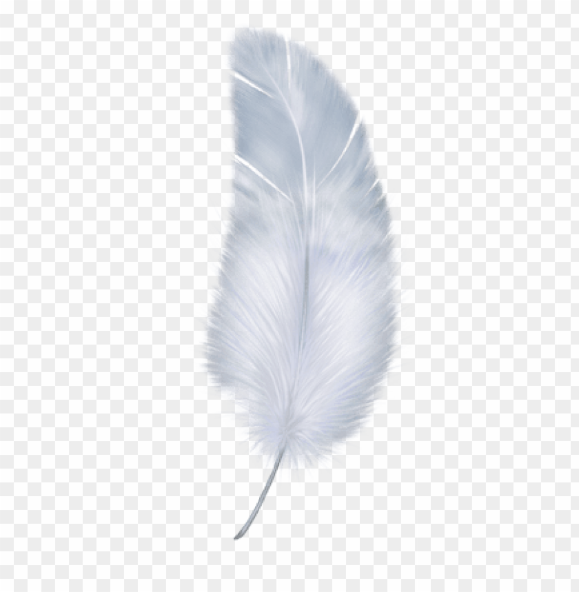 Free download | HD PNG feather | TOPpng