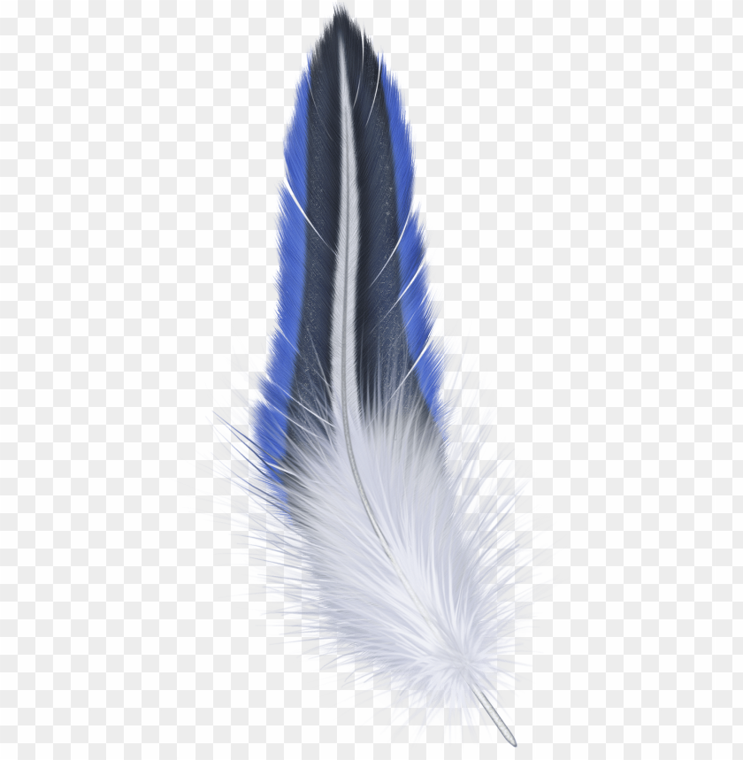 Free download | HD PNG feather | TOPpng